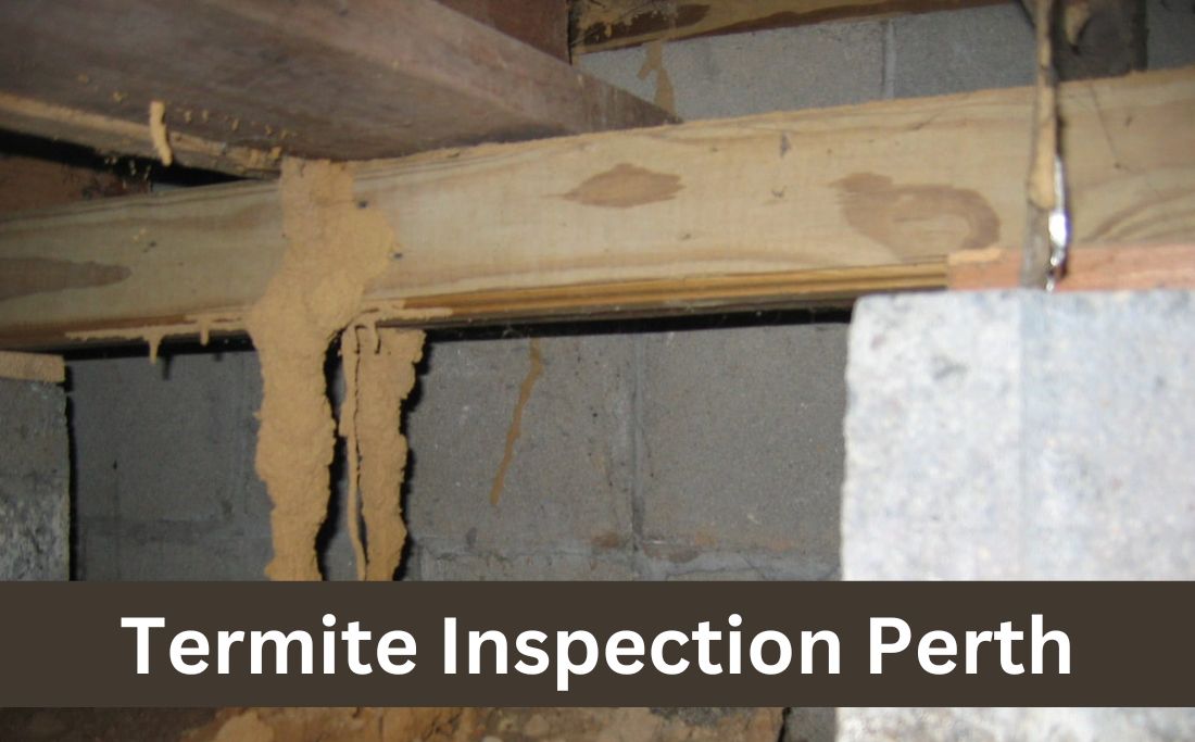 Termite Inspection Perth - Easy Pest Control