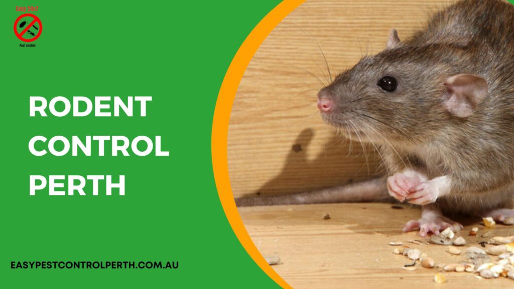 Rodent Control Perth - Easy Pest Control