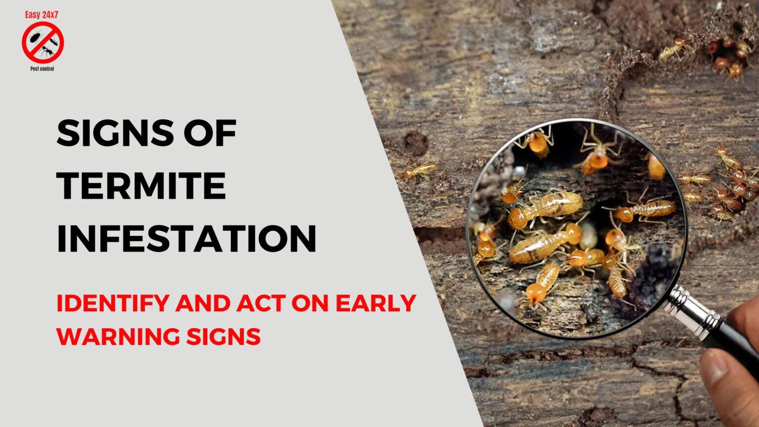 Signs of Termite Infestation: How to Identify and Act on Early Warning ...